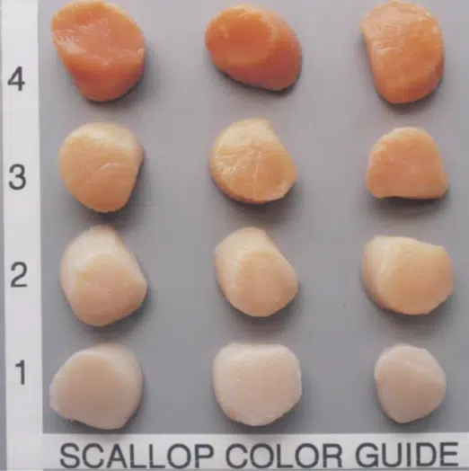 Scallops 101 - Northern Wind Seafood
