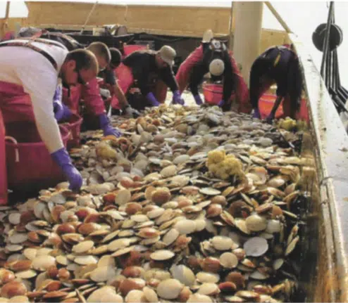Scallops 101 - Northern Wind Seafood