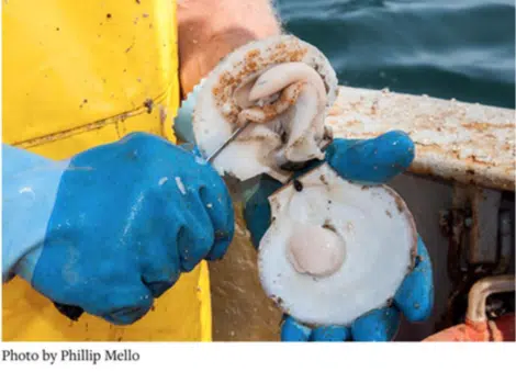 Scallops 101 - Northern Wind Seafood
